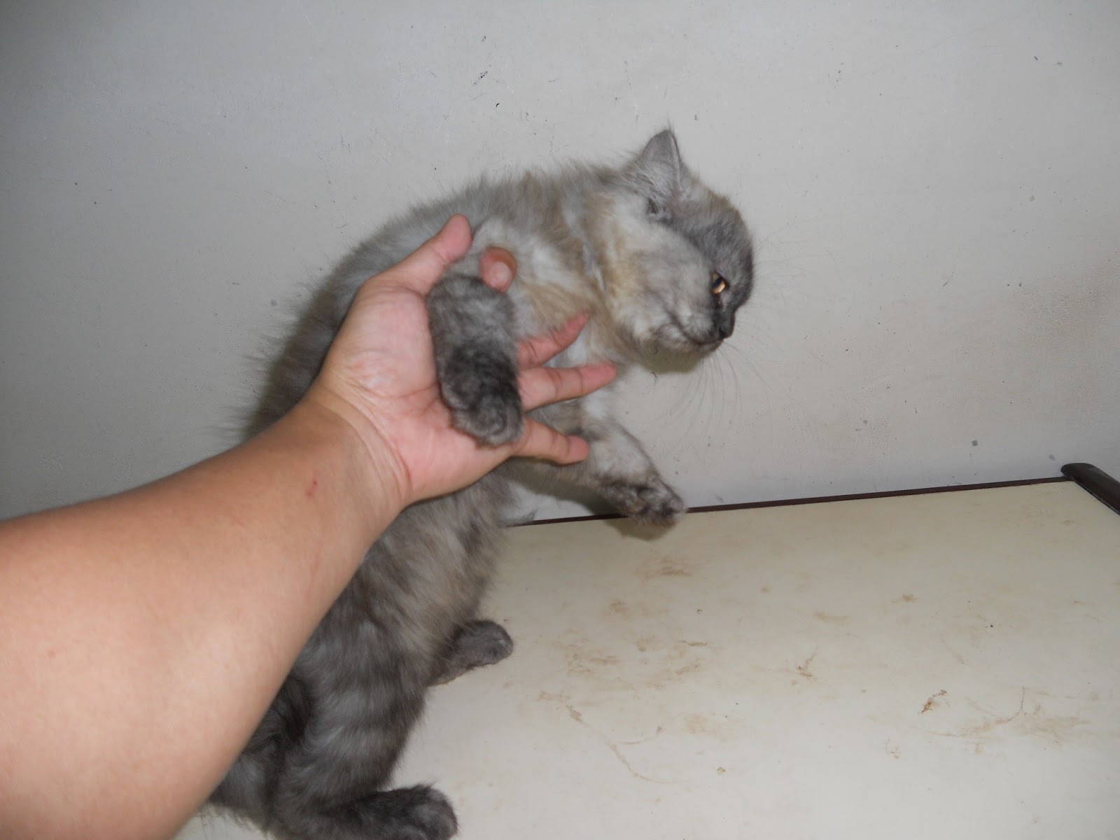 KUCING SI COMEL (under construction)